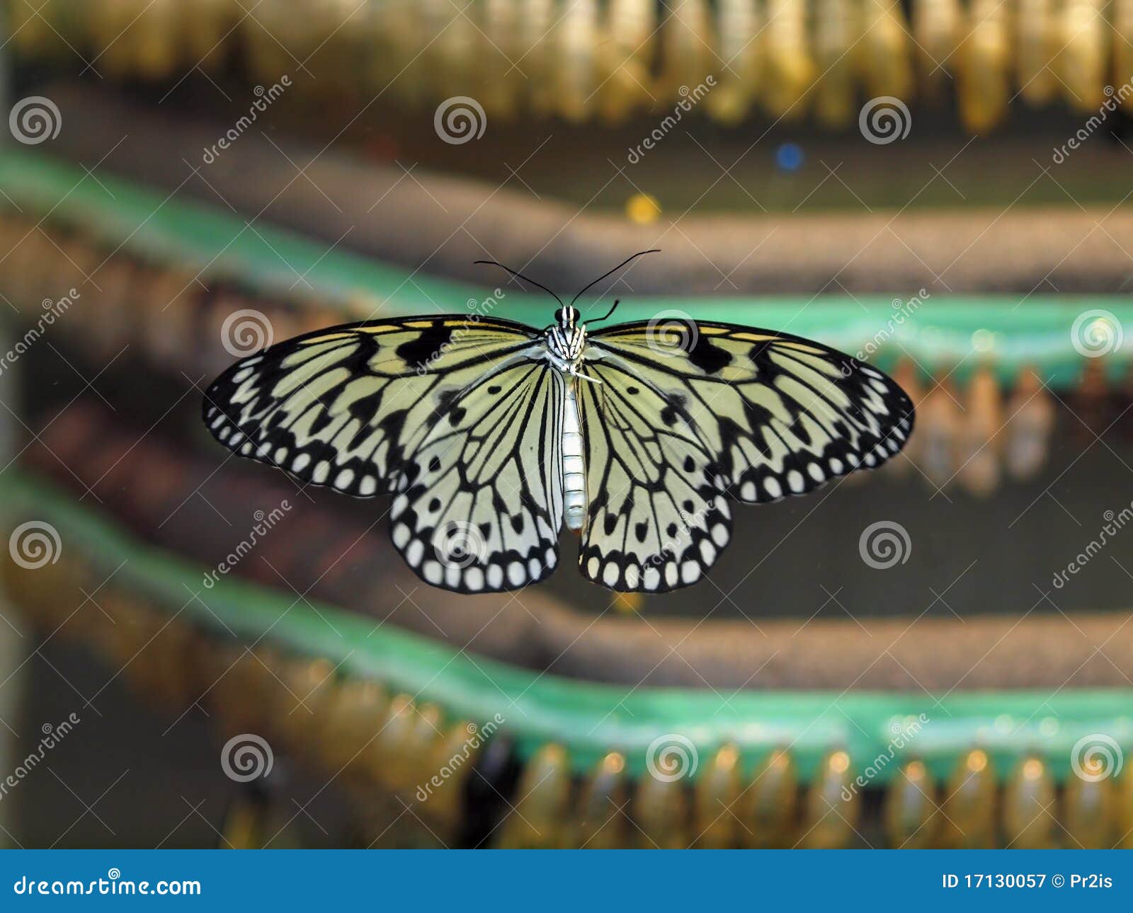 Butterfly hatchery stock image. Image of metamorphosis - 17130057