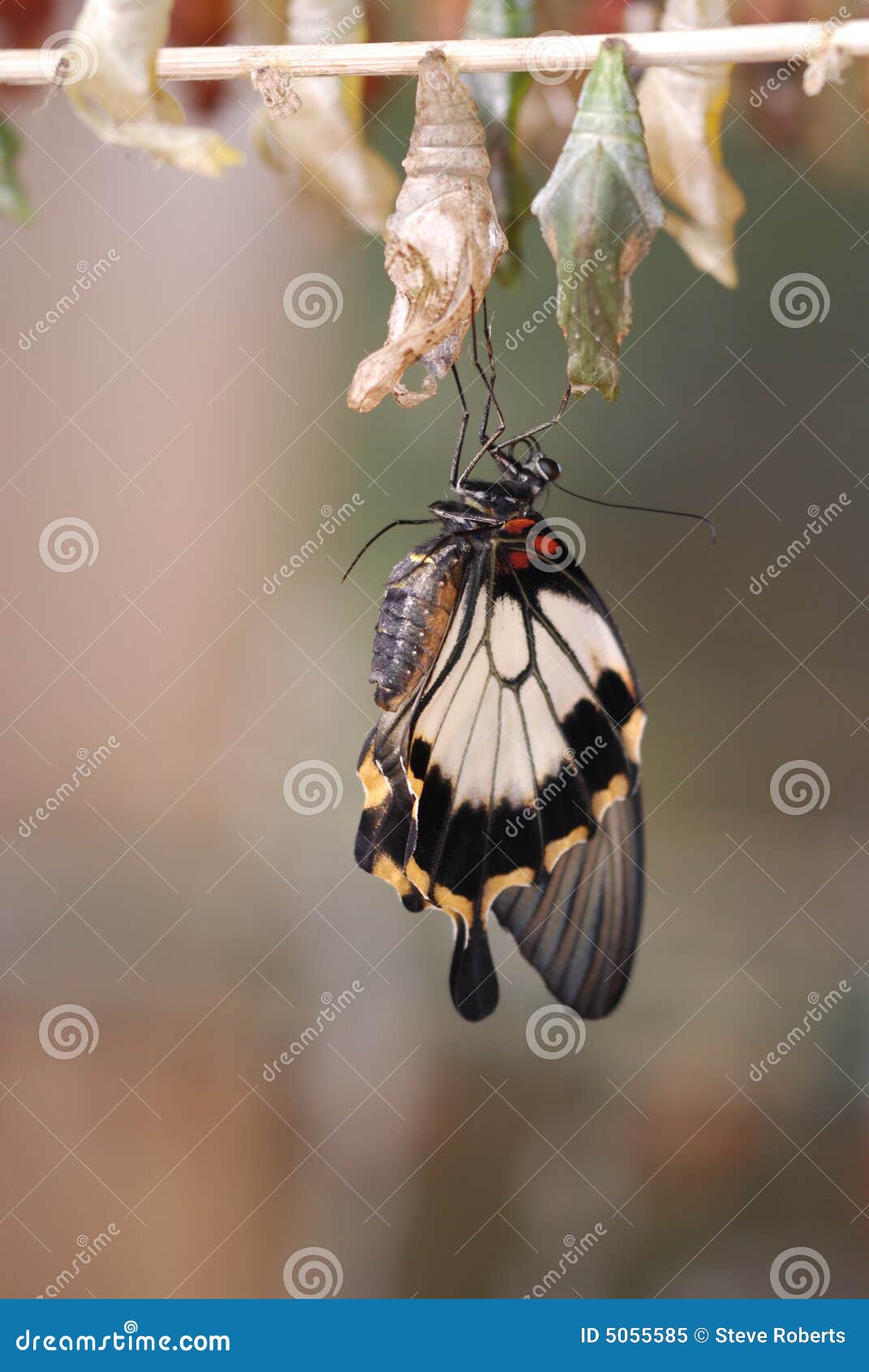 Butterfly Hatching From Pupa And Chrysalis. Royalty-Free Stock Image ...