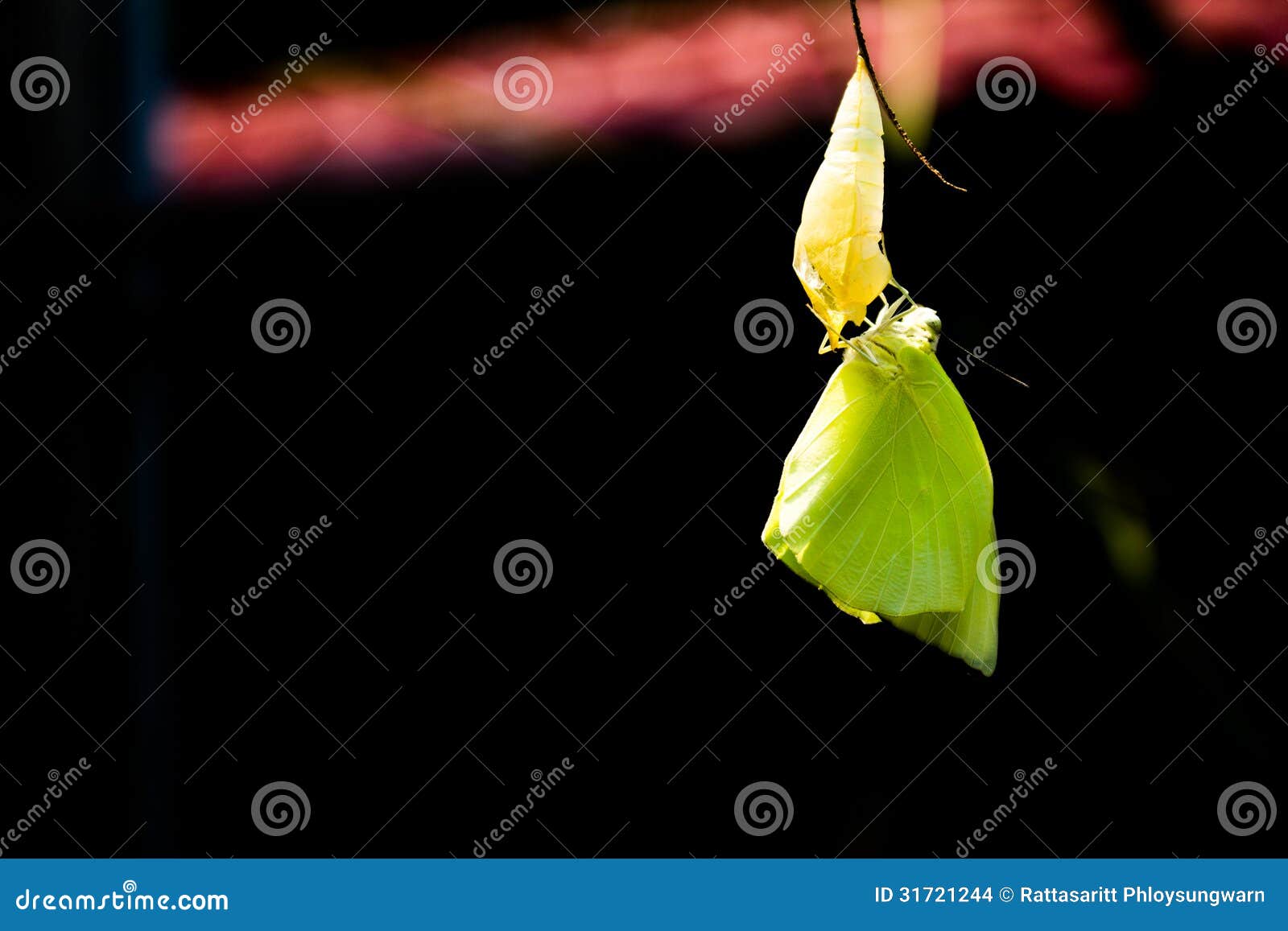Butterfly Hatching Out of Pupa Stock Photo - Image of metamorphose ...