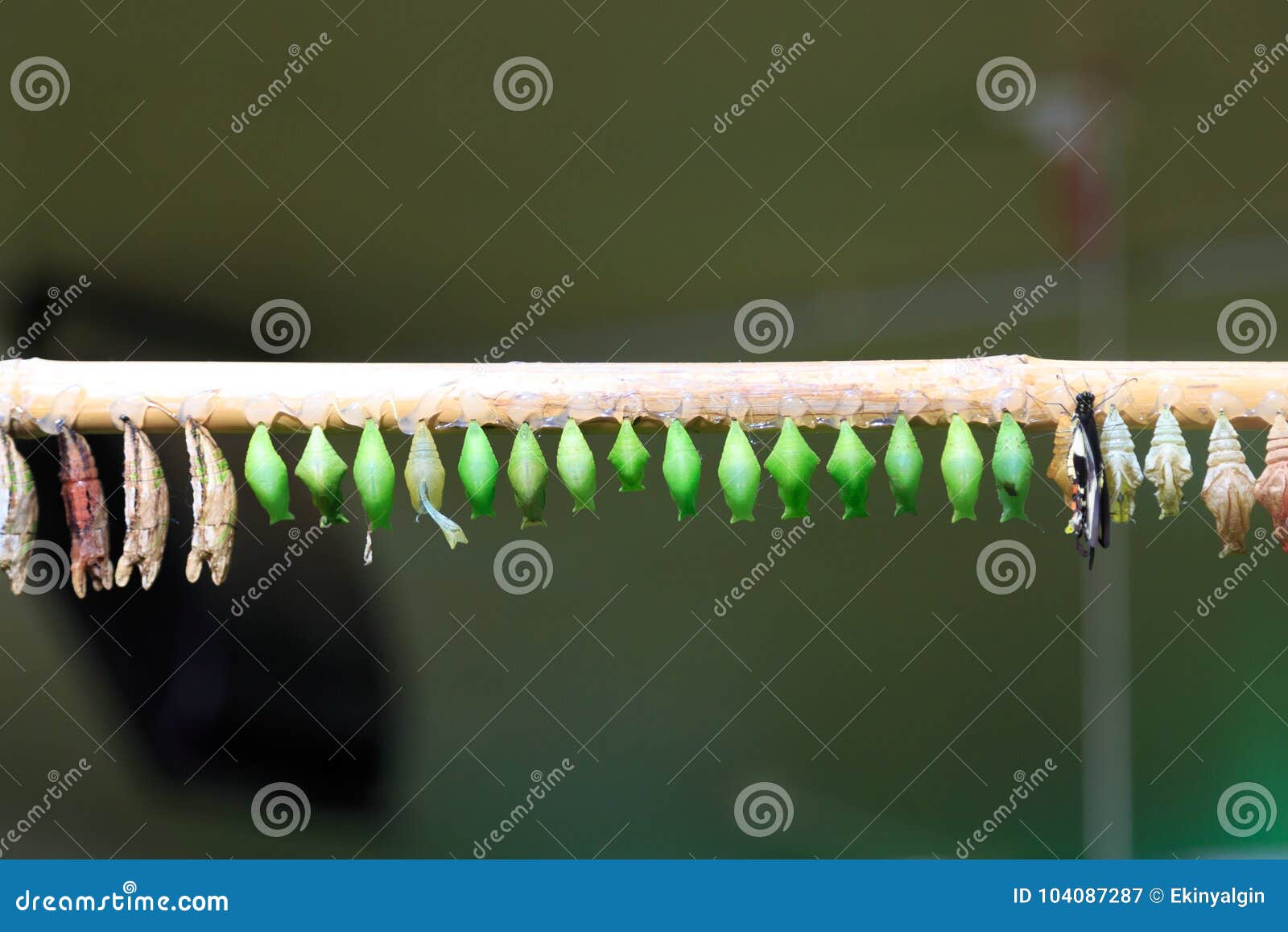 Butterfly Hatching in Row of Cocoons Stock Image - Image of scenic ...