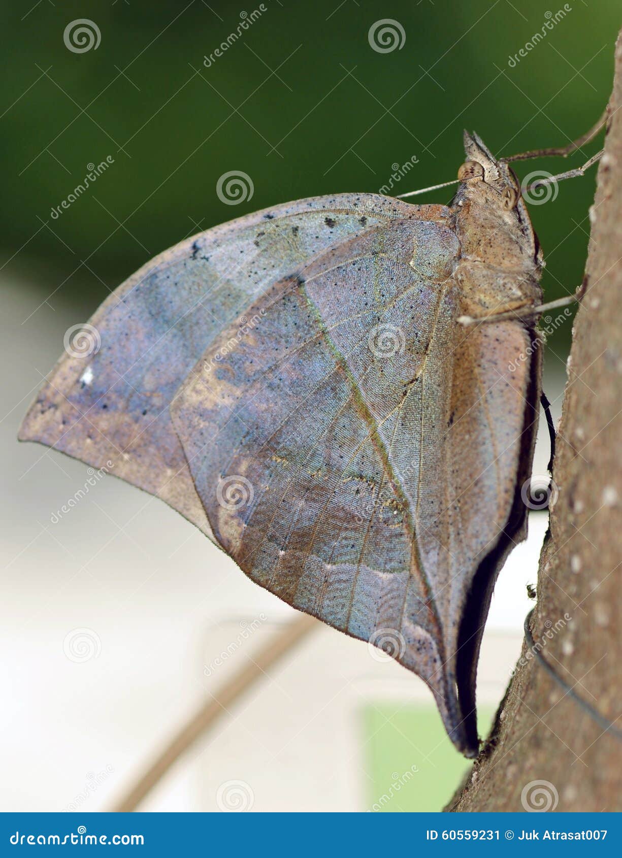 Butterfly stock image. Image of leaf, found, beautiful - 60559231