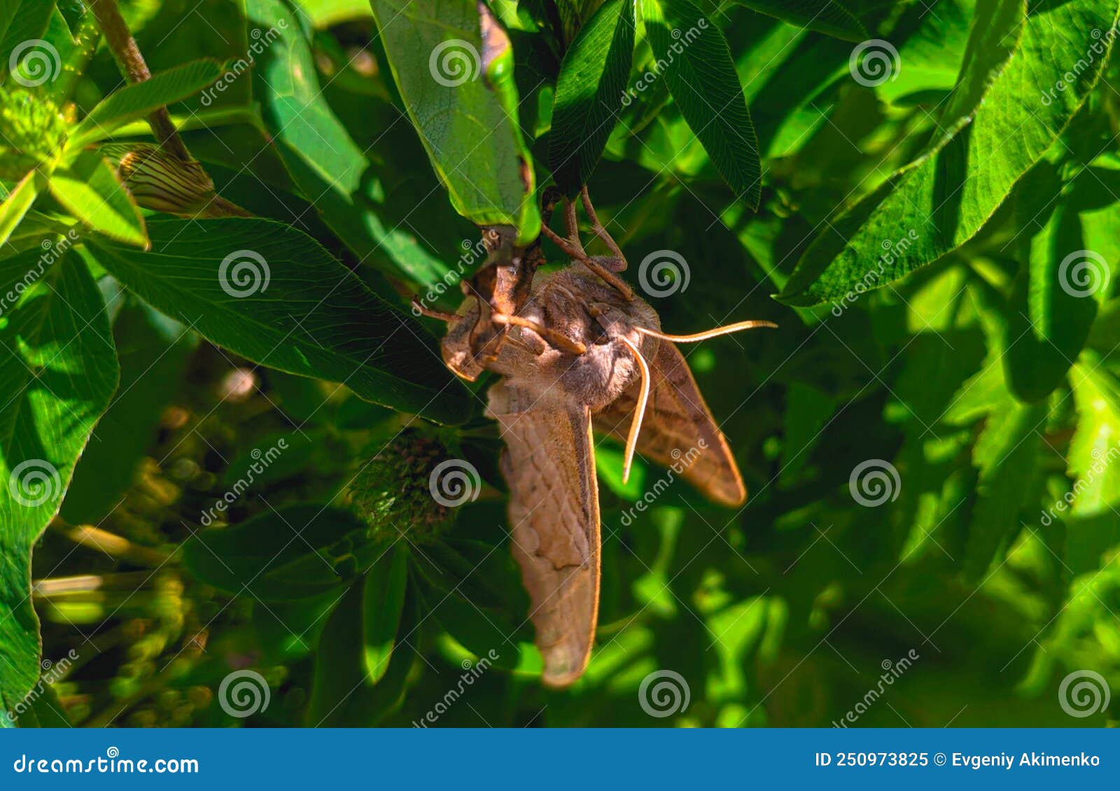 Butterfly from the Hawk Family Stock Image - Image of jungle, butterfly ...