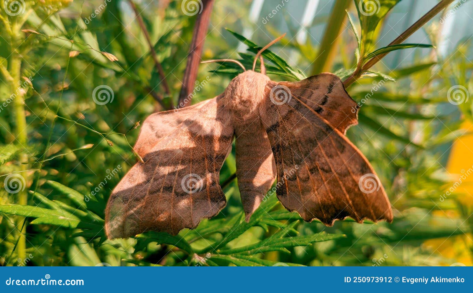 Butterfly from the Hawk Family Stock Photo - Image of invertebrate ...
