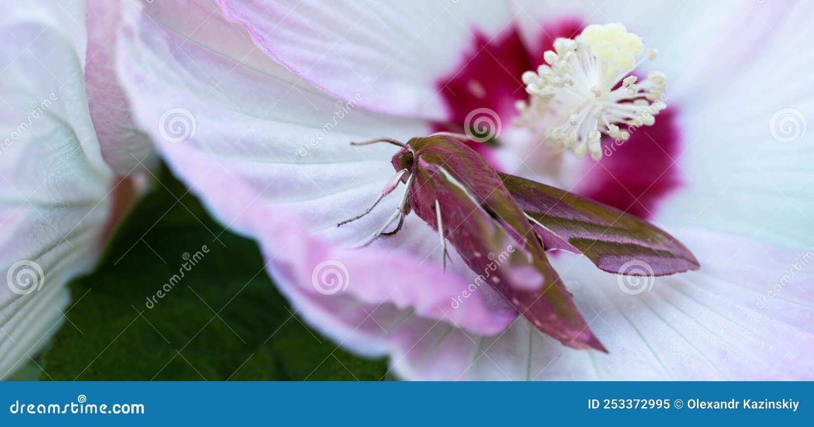 Butterfly Hawk Moth on a Pale Pink Flower Stock Image - Image of ...