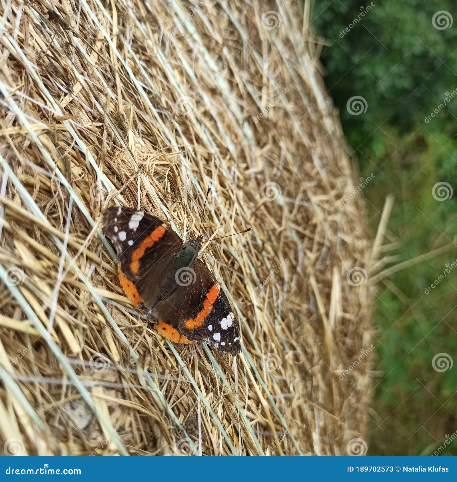 Butterfly on the hay stock image. Image of natural, plant - 189702573