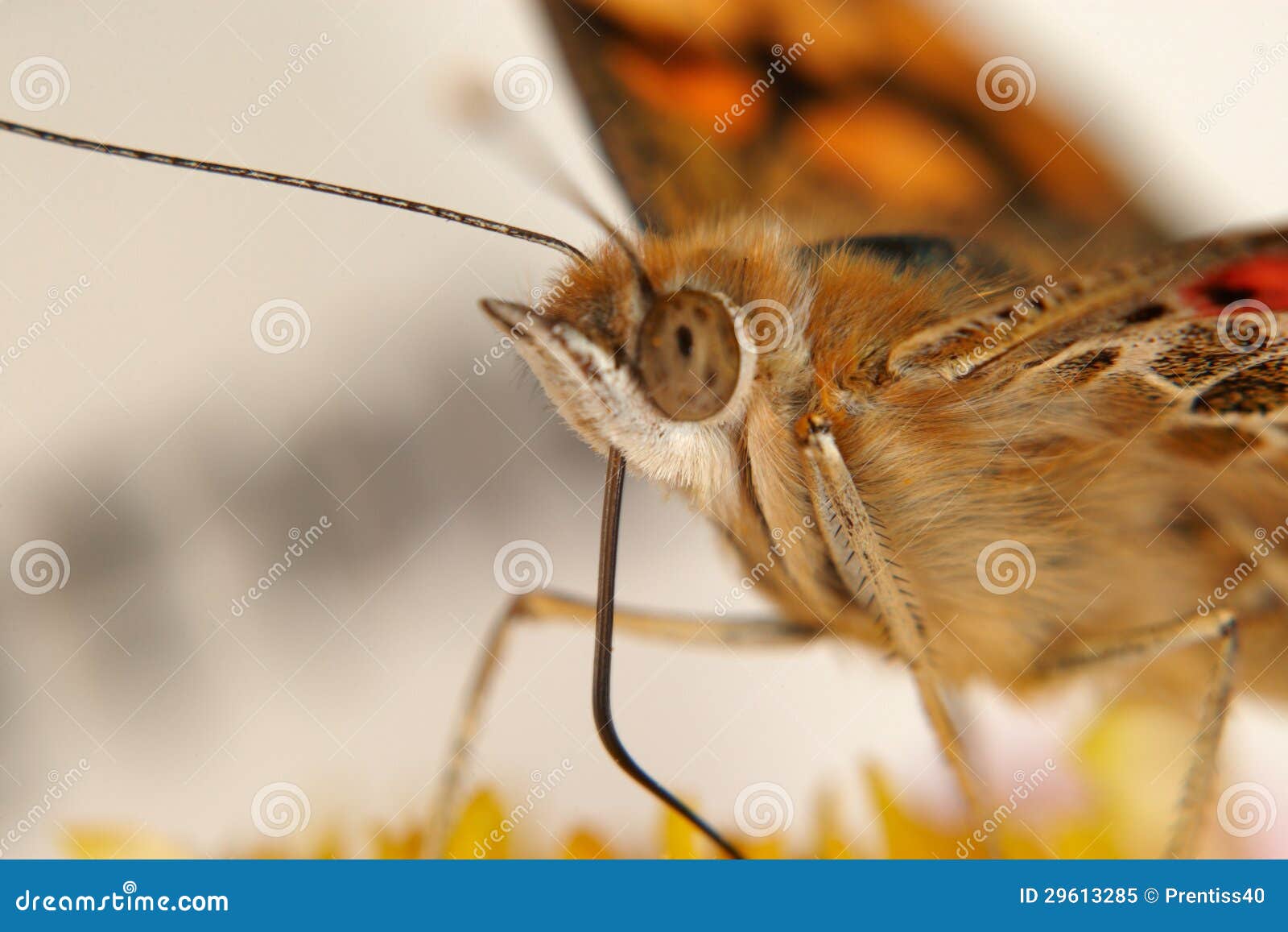 Butterfly head stock image. Image of sitting, insect - 29613285