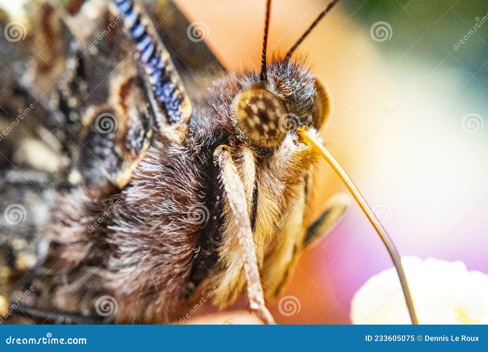 Butterfly head stock image. Image of butterfly, plant - 233605075