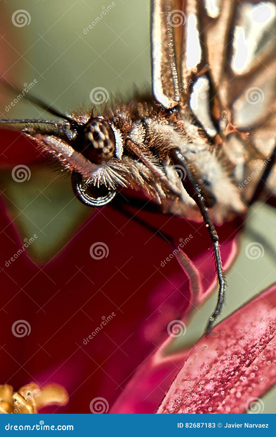 Butterfly head stock image. Image of butterfly, brown - 82687183
