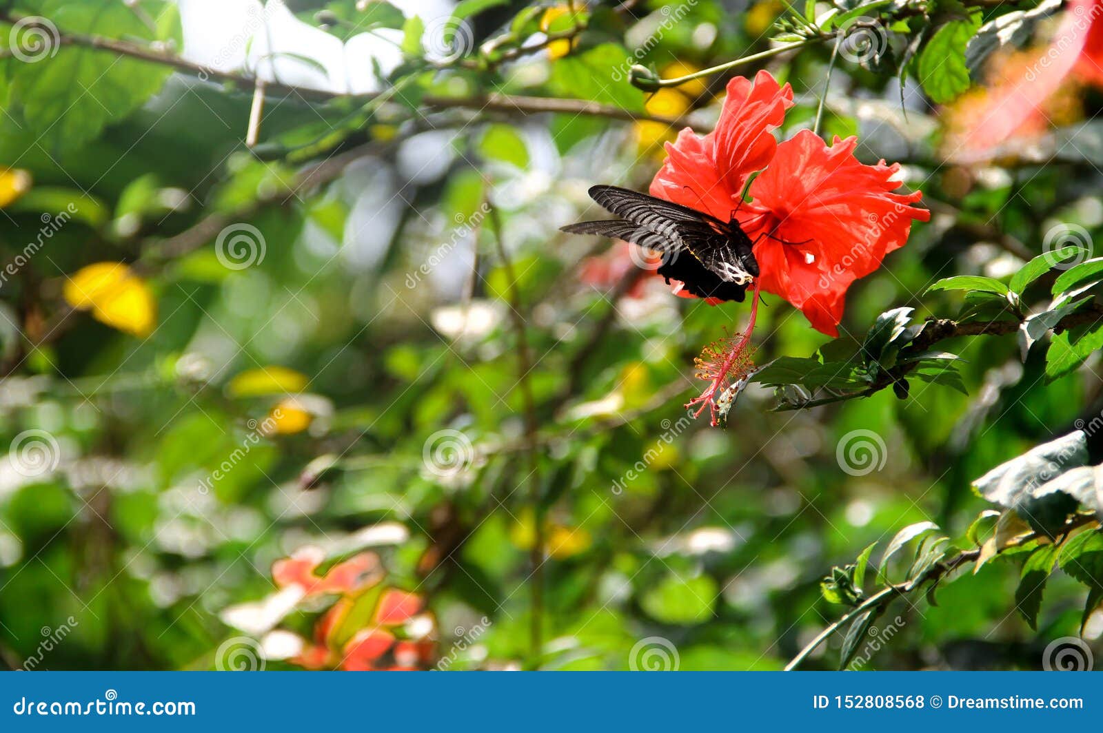 Butterfly on the Hibiscus Flower Stock Photo - Image of india, hibiscus ...