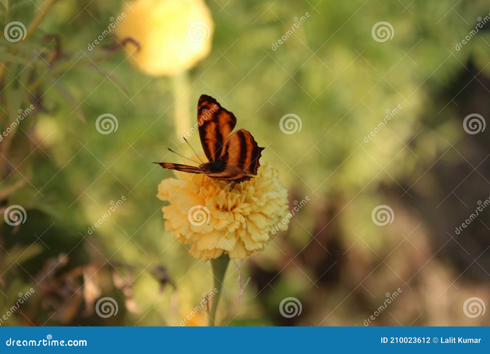 Butterfly stock photo. Image of arthropod, nature, yellow - 210023612