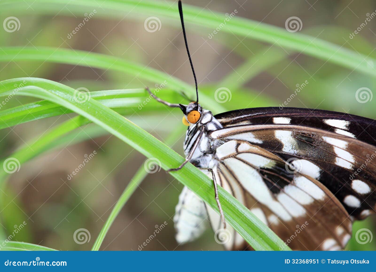The Butterfly Hold Onto the Grass Stock Image - Image of footed ...