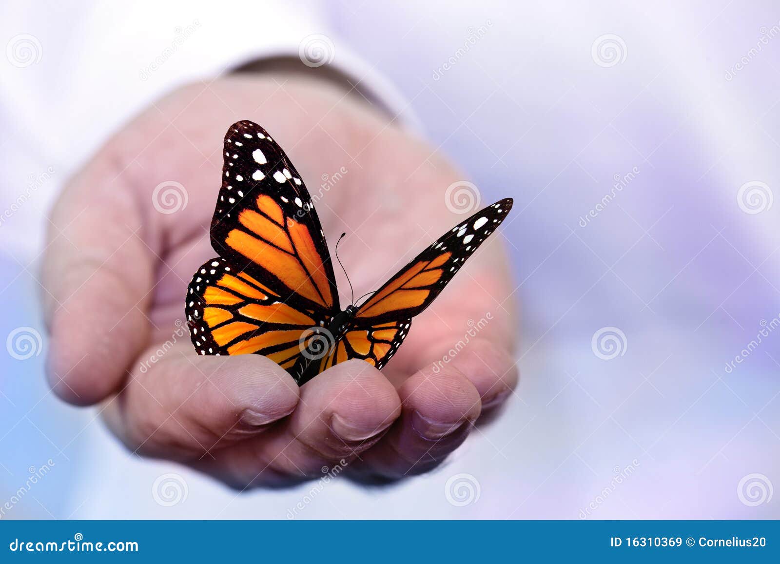 Butterfly holding in hand stock image. Image of colorful - 16310369