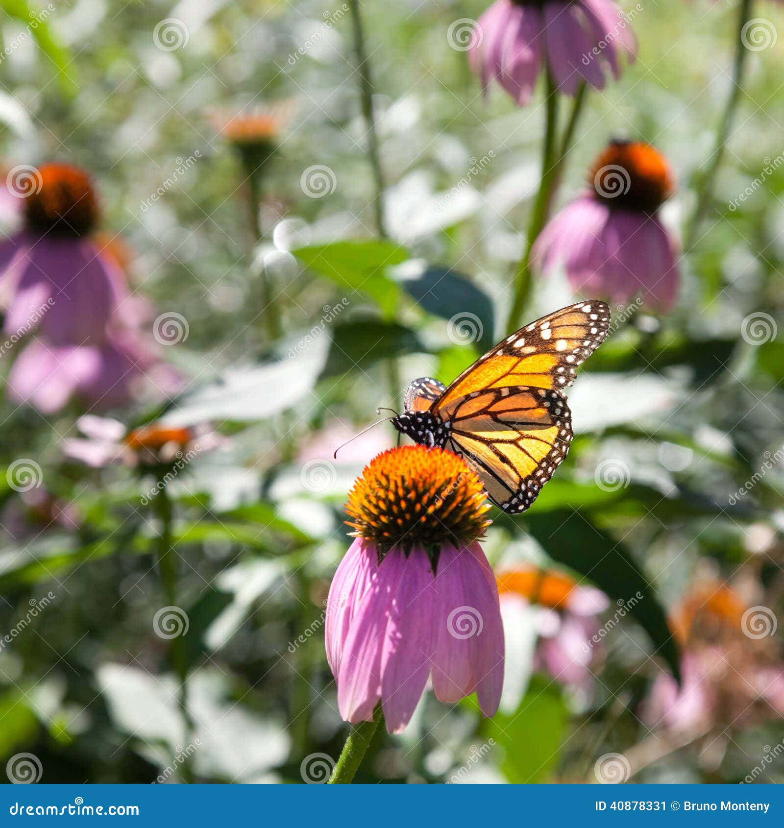 Butterfly Hovering on Echinacea Flower, Tobermory, Stock Image - Image ...