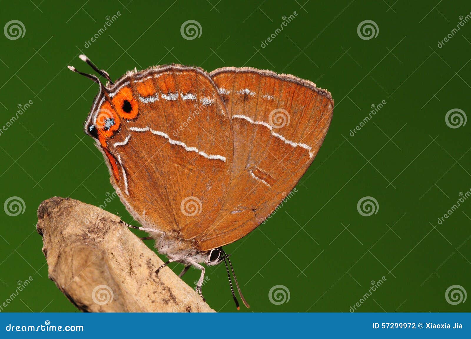 BUTTERFLY/Howarthia cheni 库存照片. 图片 包括有 绿色, 尾标, 详细资料, 飞行 - 57299972