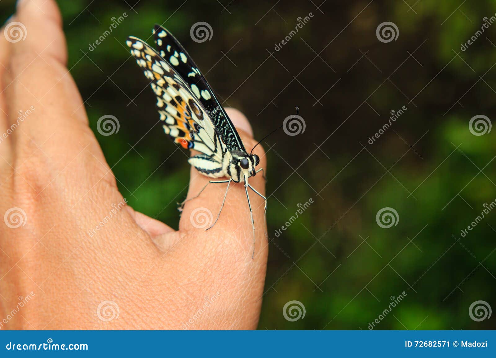 Butterfly on human fingers stock image. Image of closeup - 72682571