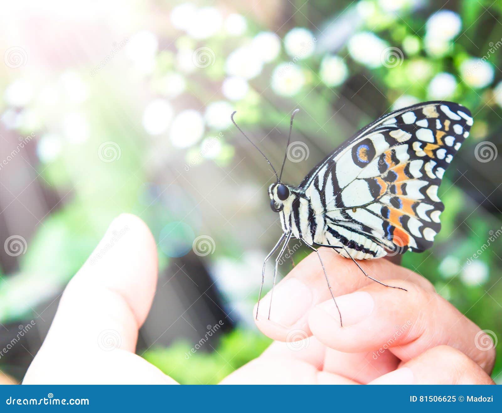 Butterfly on human fingers stock image. Image of delicate - 81506625