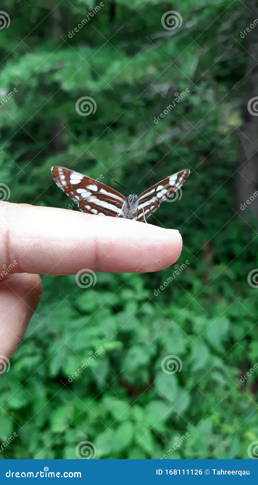 A butterfly on human hand stock photo. Image of insect - 168111126