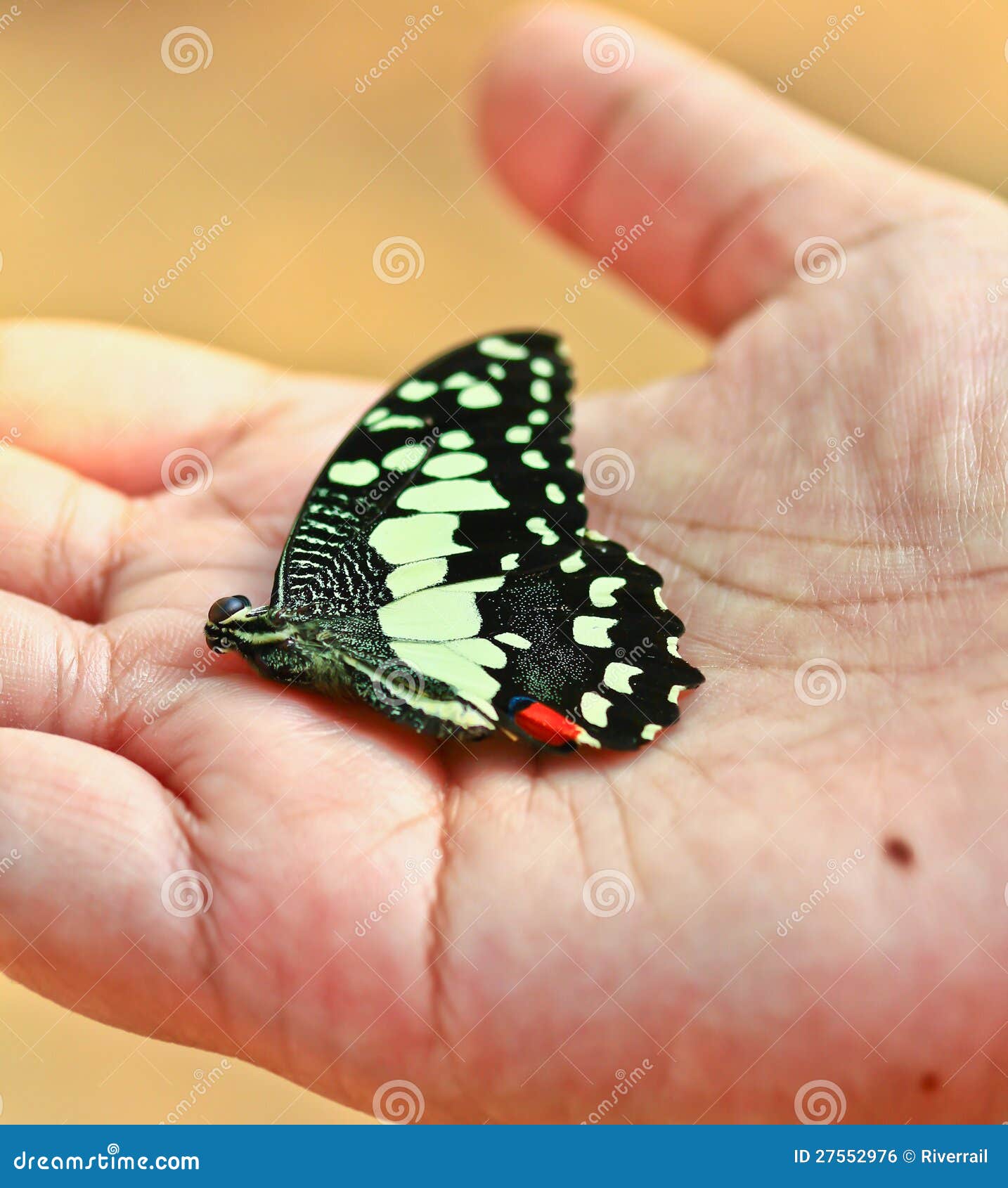 Butterfly in human hand stock photo. Image of macro, colorful - 27552976