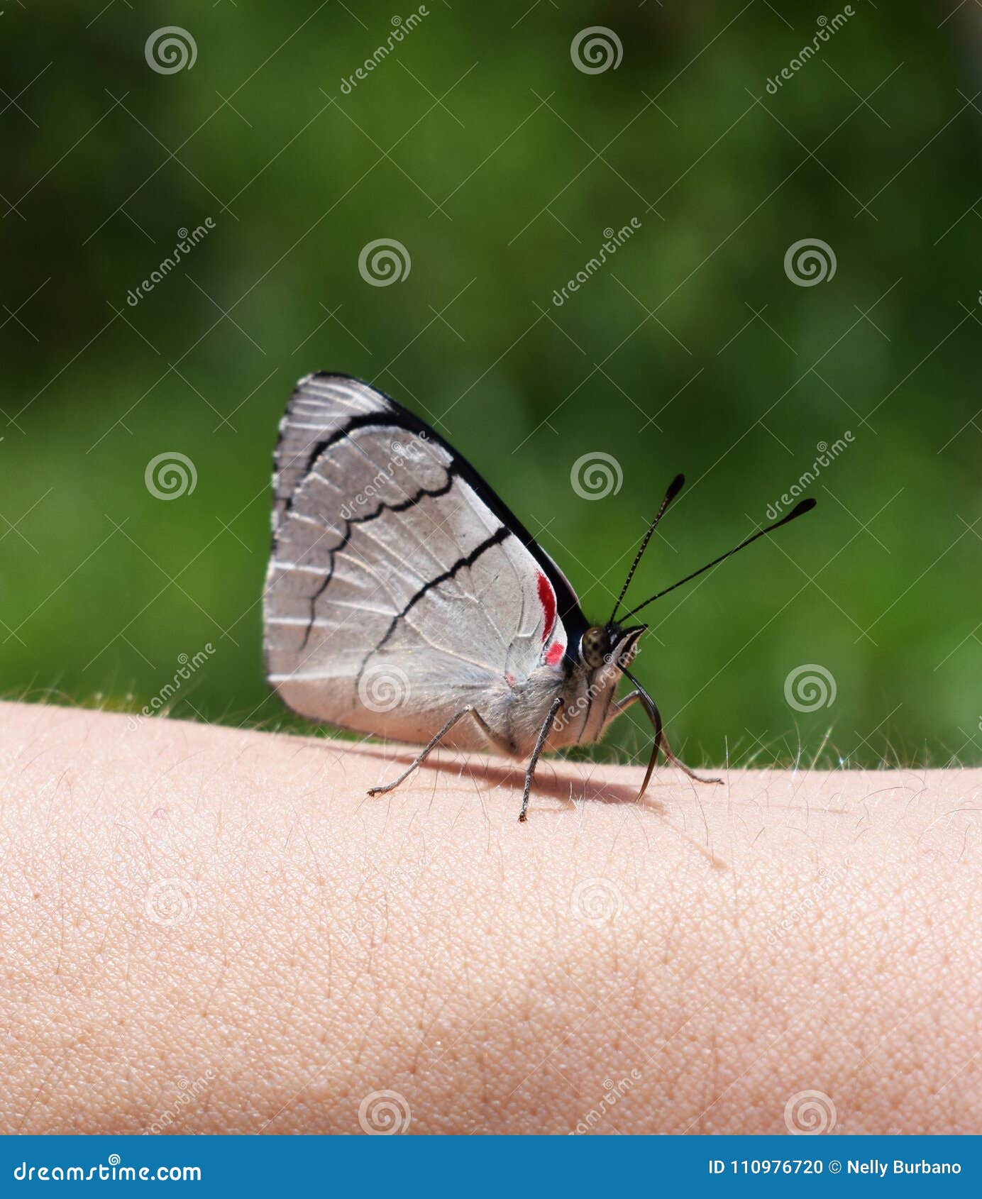 Butterfly and human stock photo. Image of human, nature - 110976720