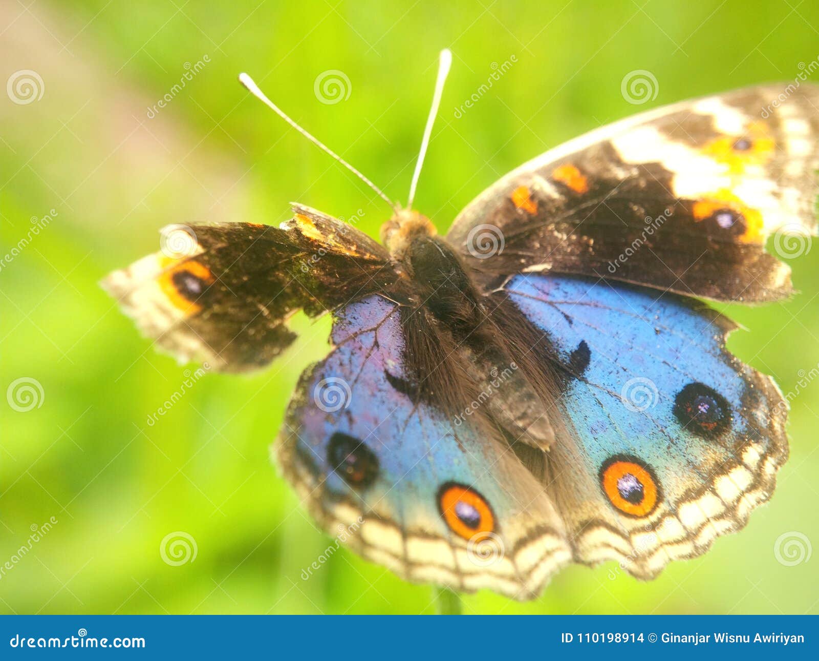 Close Up Butterfly stock photo. Image of pattern, close - 110198914