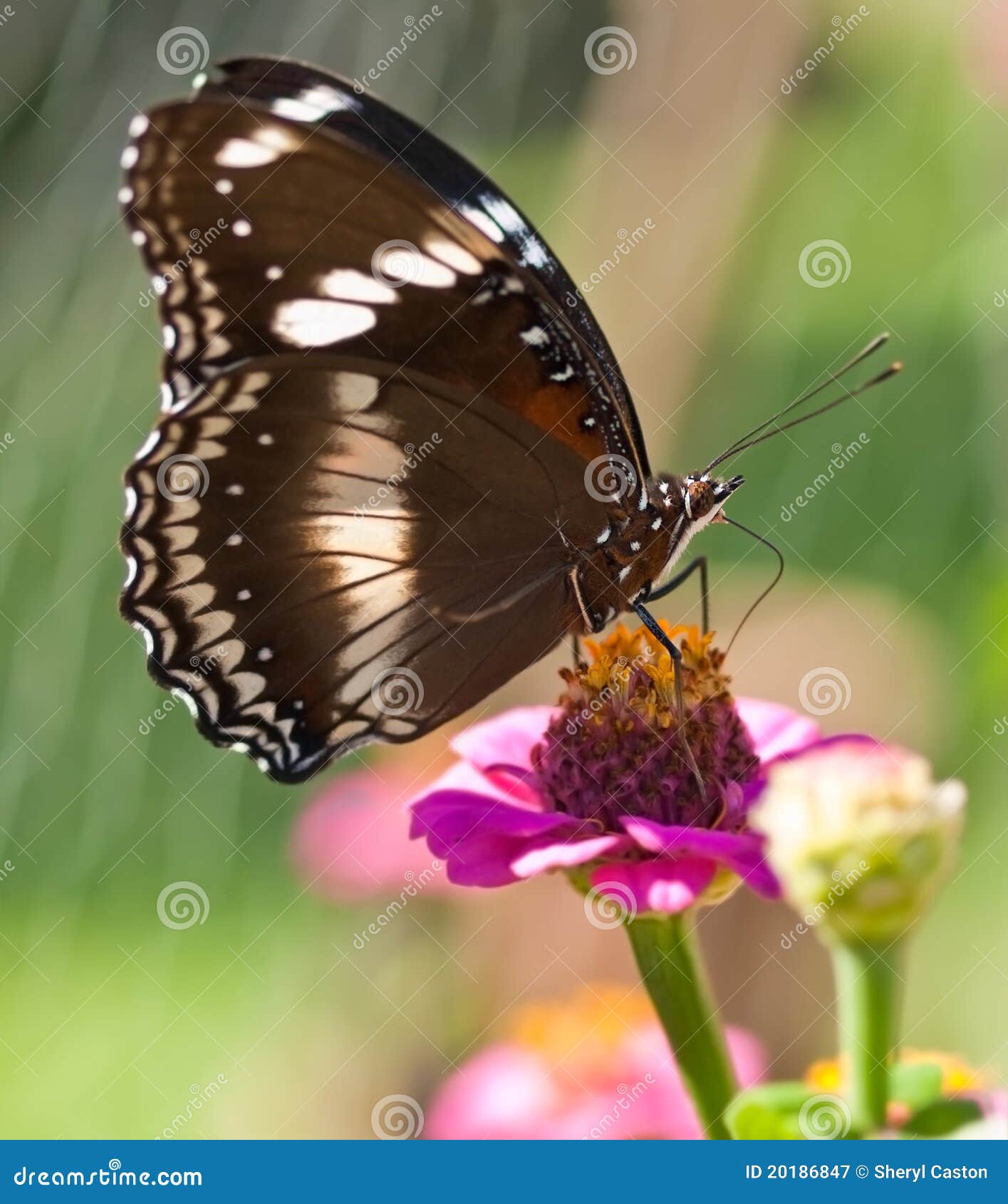 Butterfly Hypolimnas Bolina Common Eggfly Female Stock Image - Image of ...