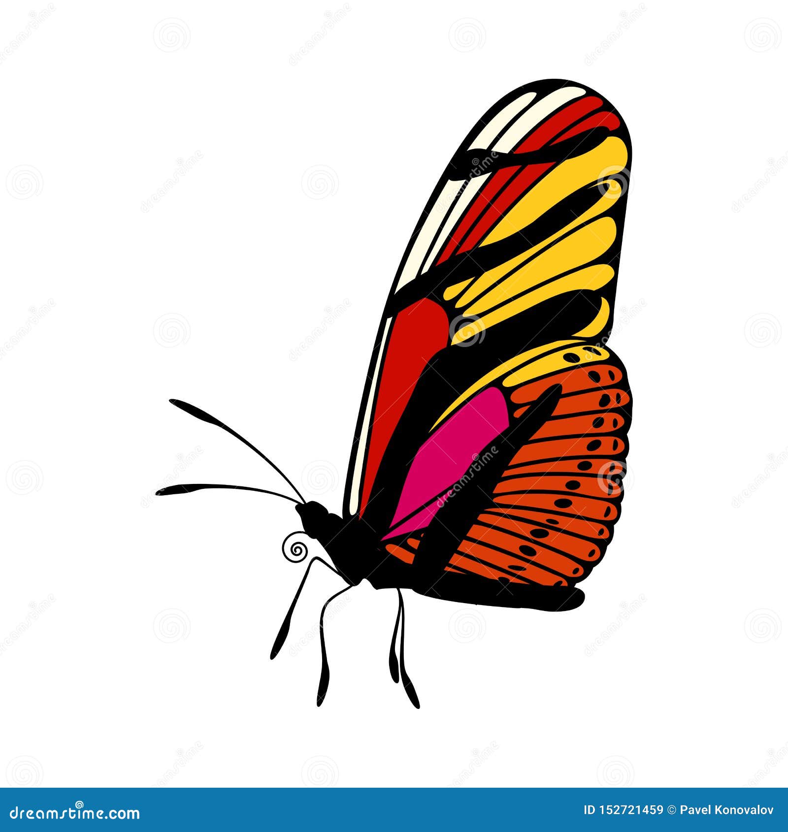 Butterfly Icon stock vector. Illustration of drawing - 152721459