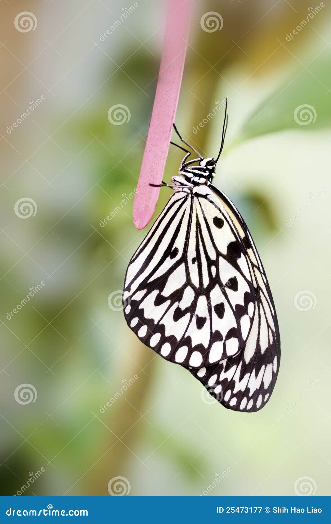 Butterfly Idea Leuconoe Clara Stock Image - Image of orange, antenna ...