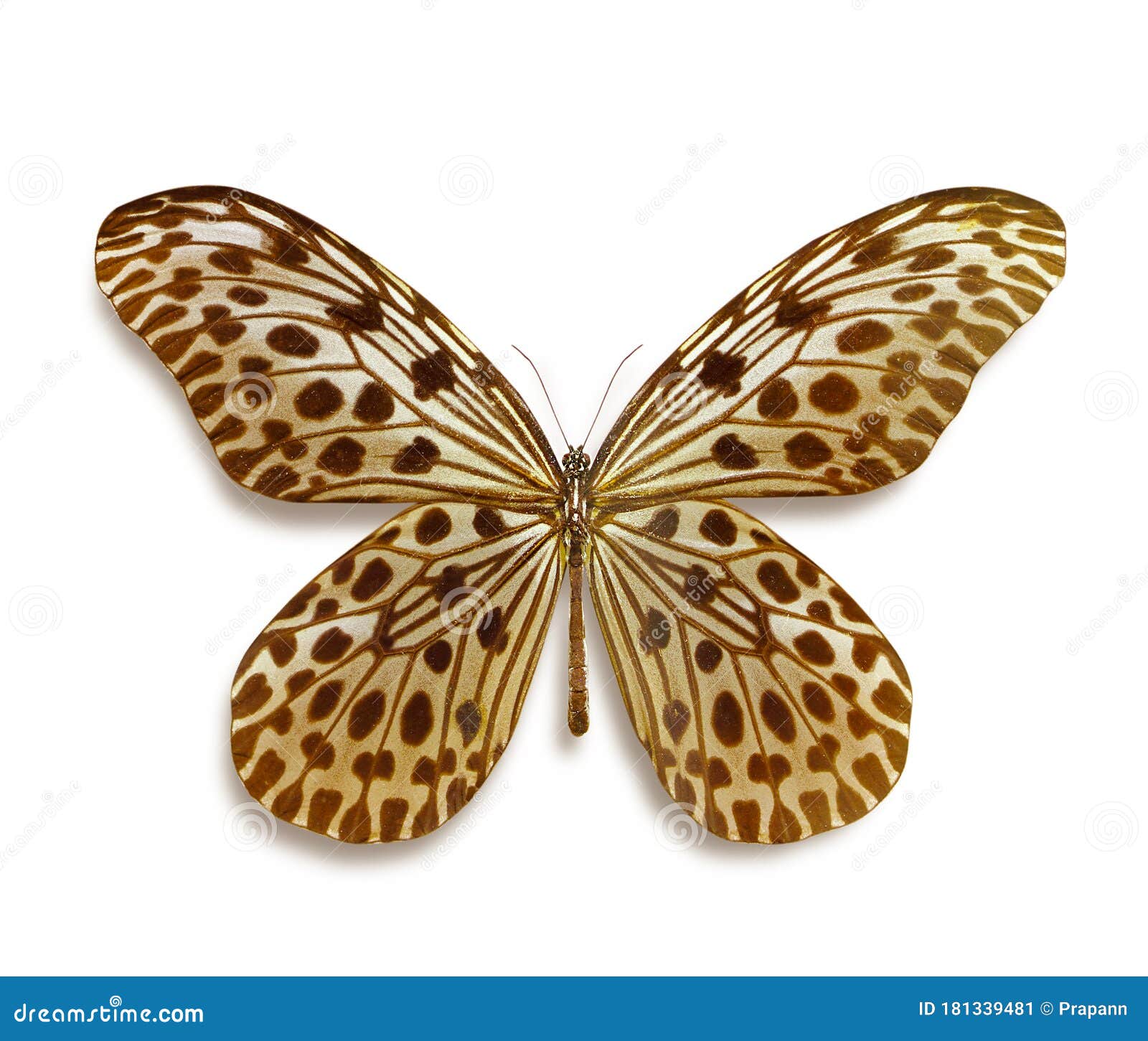 The Butterfly, Idea Lynceus Species, Isolated on White Background Stock ...