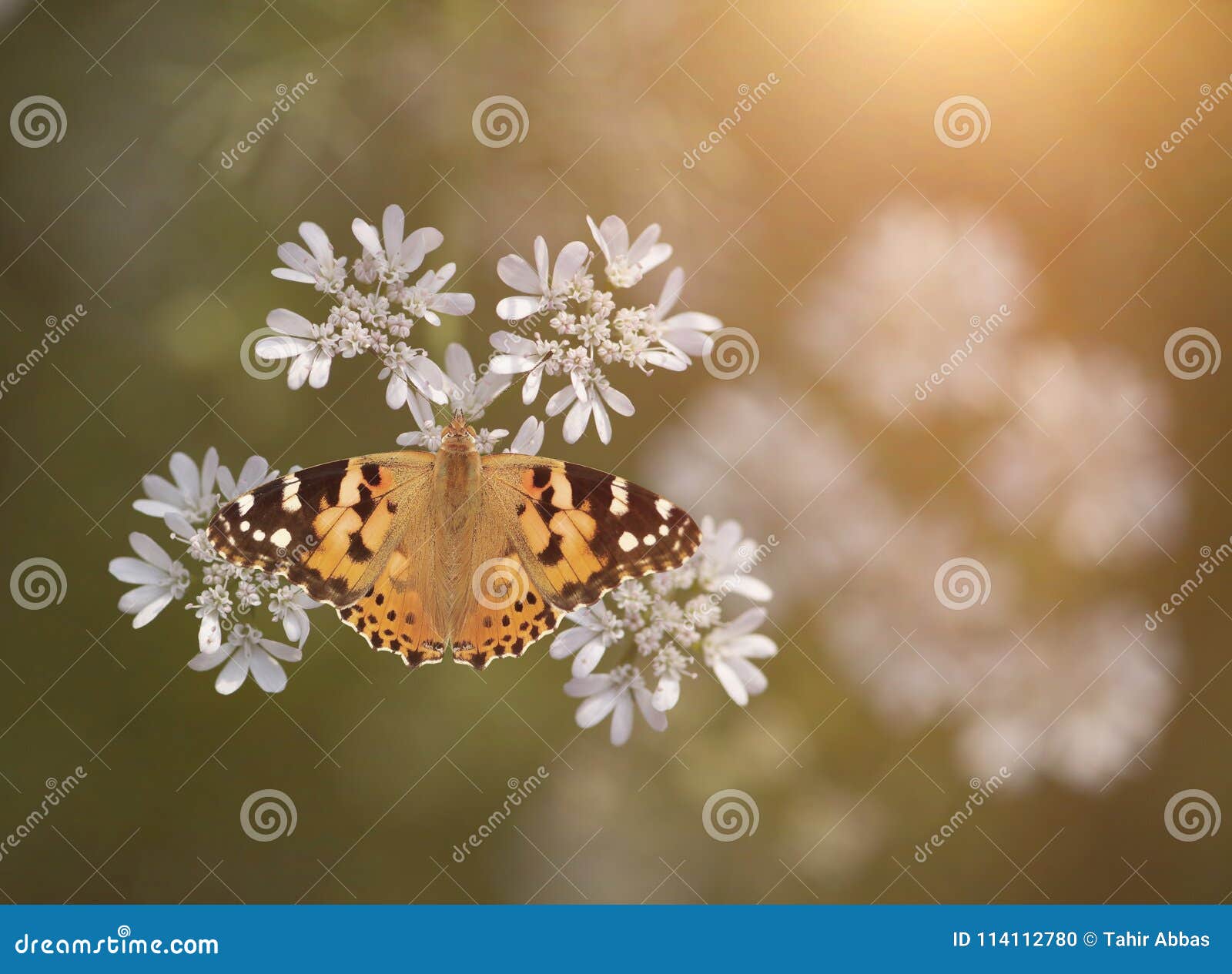 Butterfly Image from Above at Sunrise Stock Photo - Image of orange ...