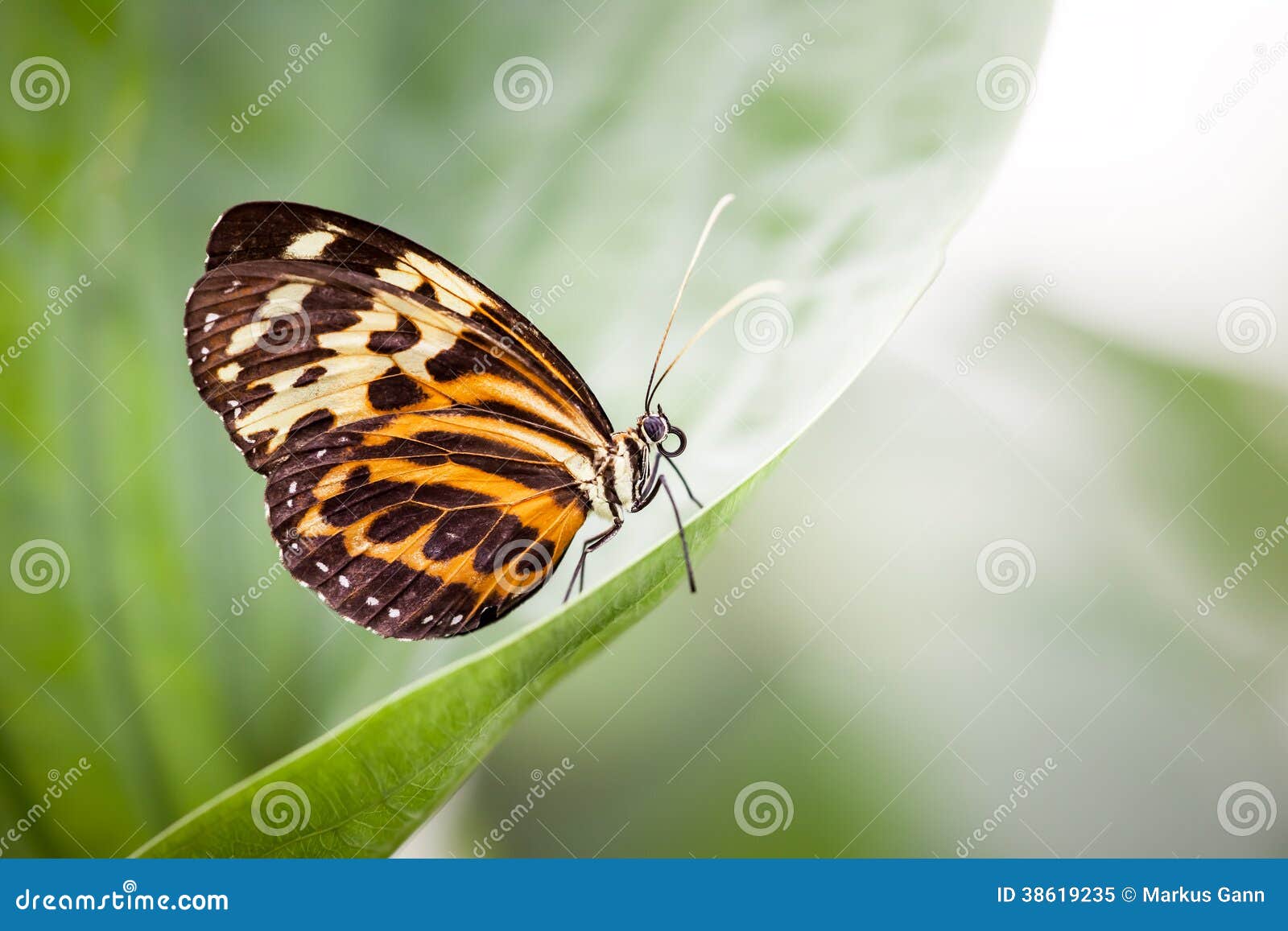 Butterfly stock image. Image of nymphalidae, beautiful - 38619235