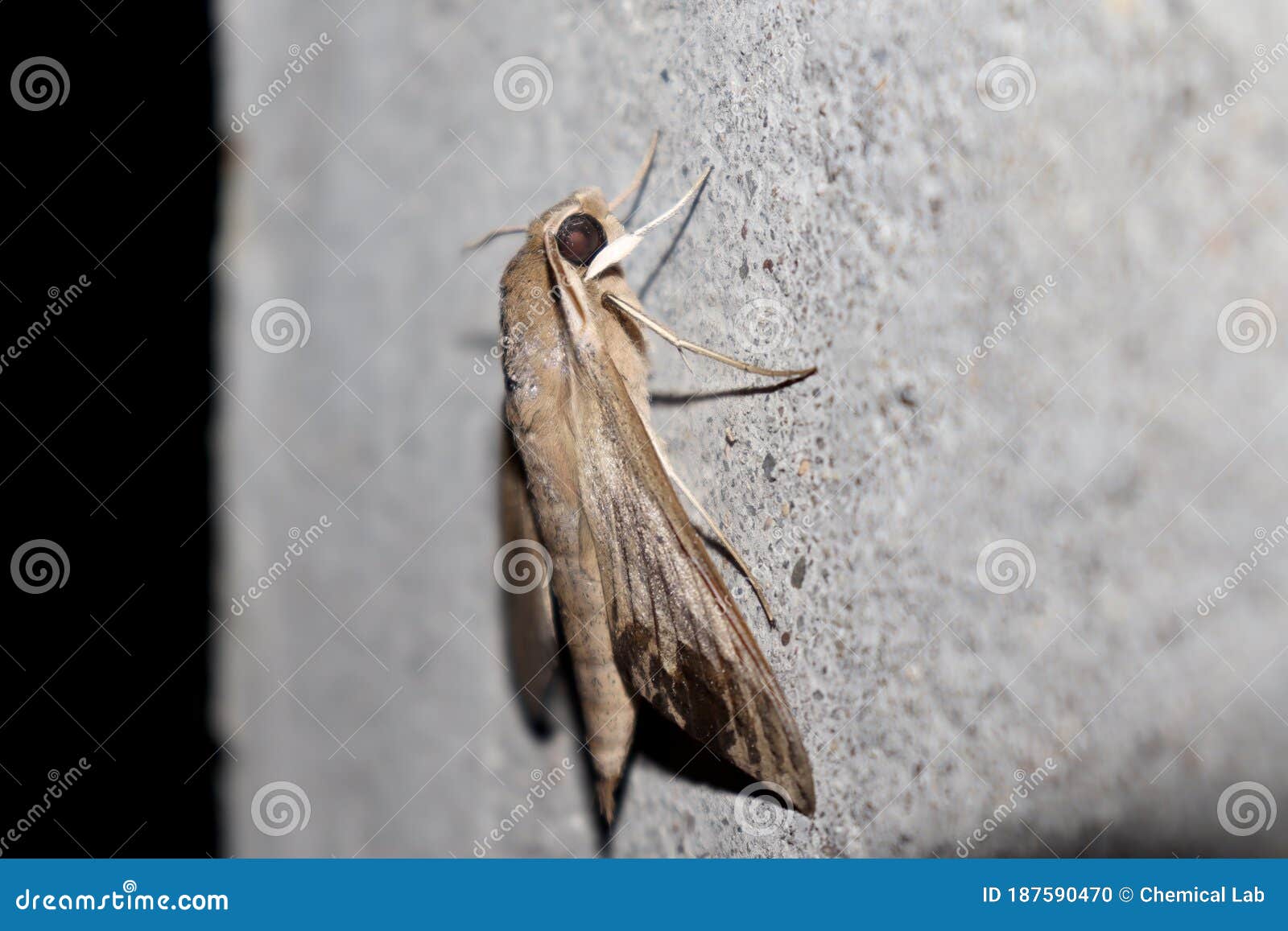 The Butterfly Image at Night Stock Photo - Image of forest, life: 187590470