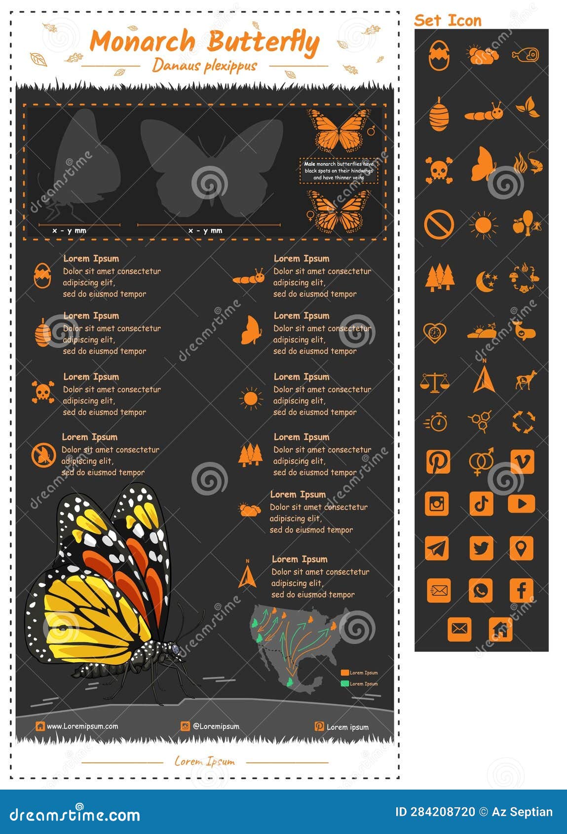 Monarch Butterfly Infographic Template Stock Vector - Illustration of ...
