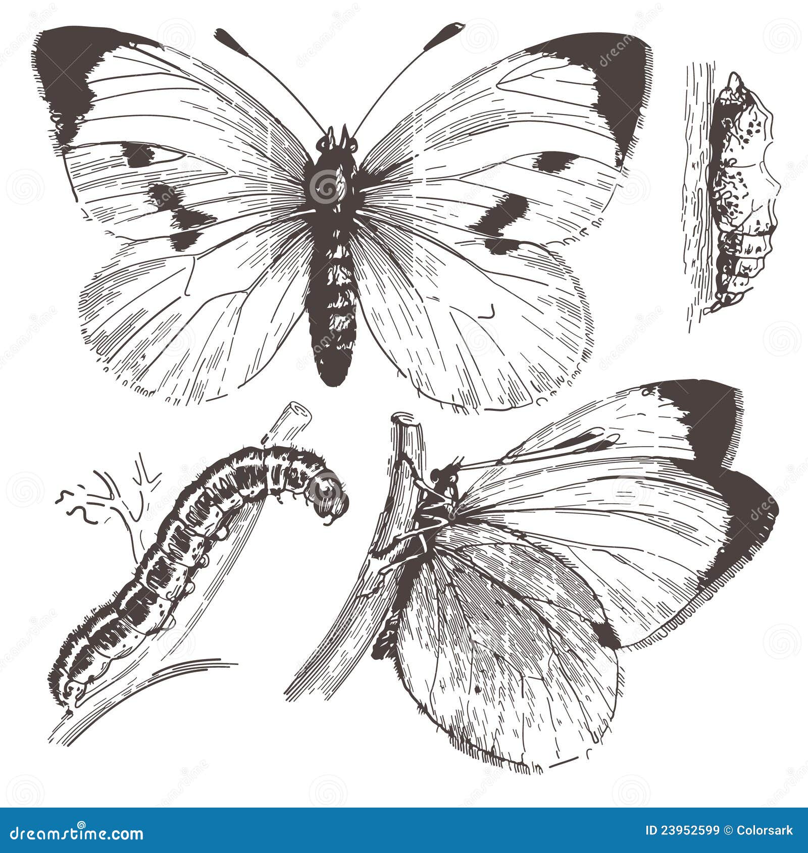 Ink Drawings Of Butterflies