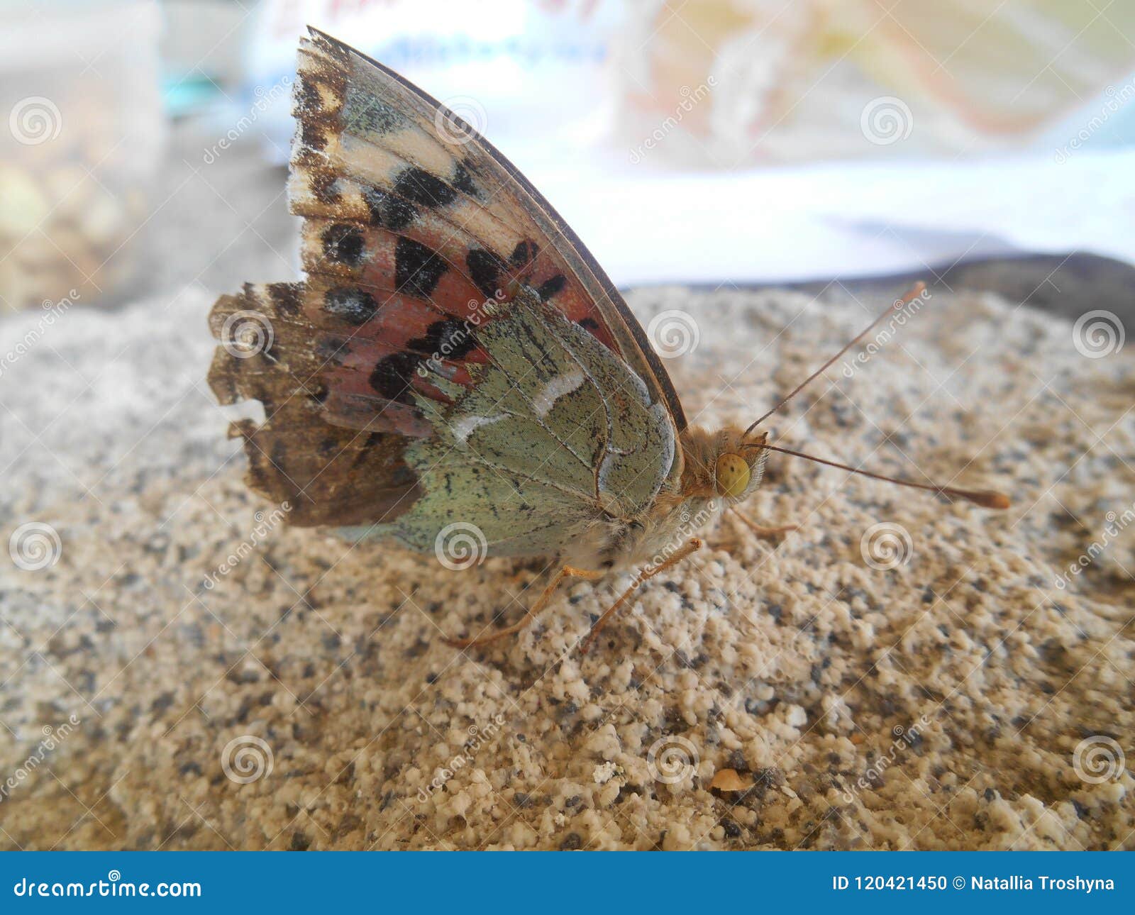 Butterfly on a stone stock photo. Image of nature, beautiful - 120421450