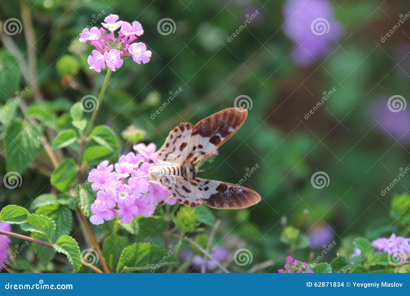 Butterfly - Insect, Flower, Springtime, Nature, Change Stock Photo ...