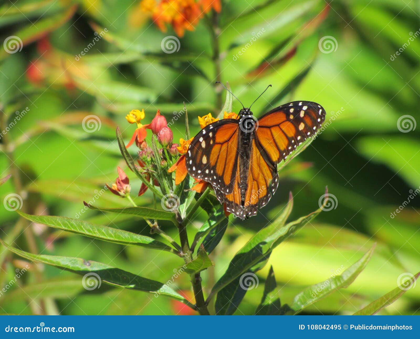 Butterfly, Insect, Monarch Butterfly, Moths And Butterflies Picture ...