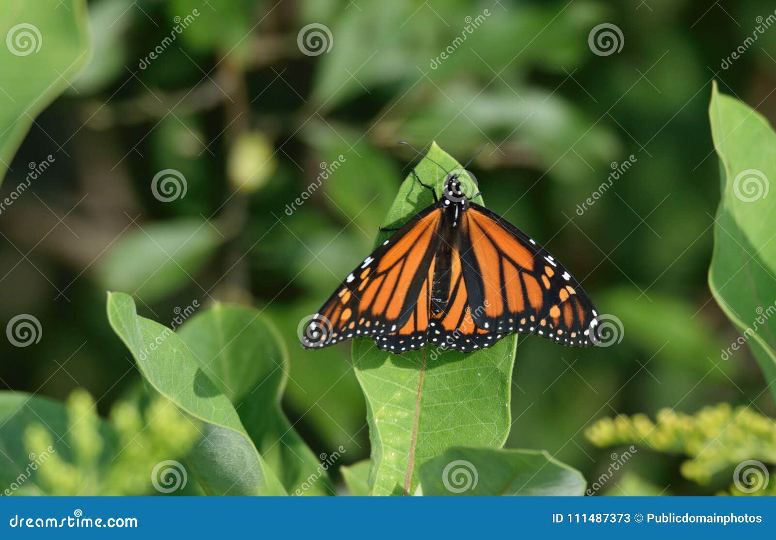 Butterfly, Insect, Monarch Butterfly, Moths And Butterflies Picture ...