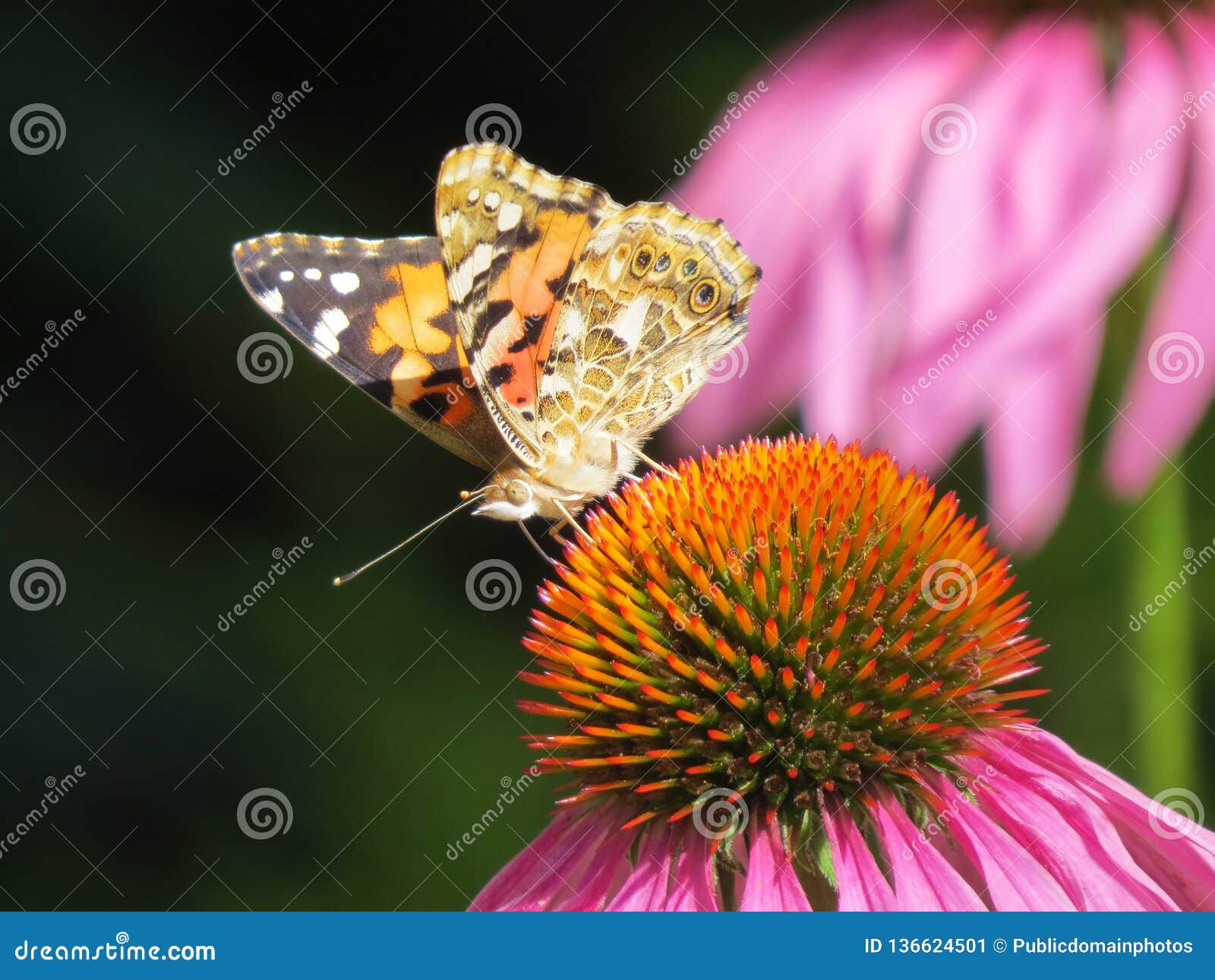 Butterfly, Insect, Nectar, Moths And Butterflies Picture. Image: 136624501
