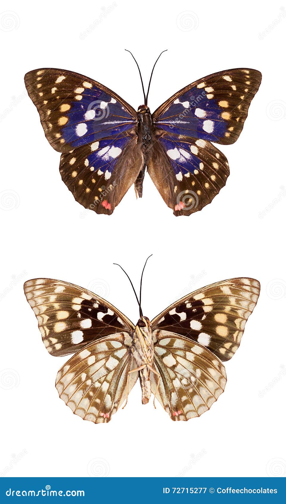 Butterfly insect stock image. Image of antenna, insect - 72715277