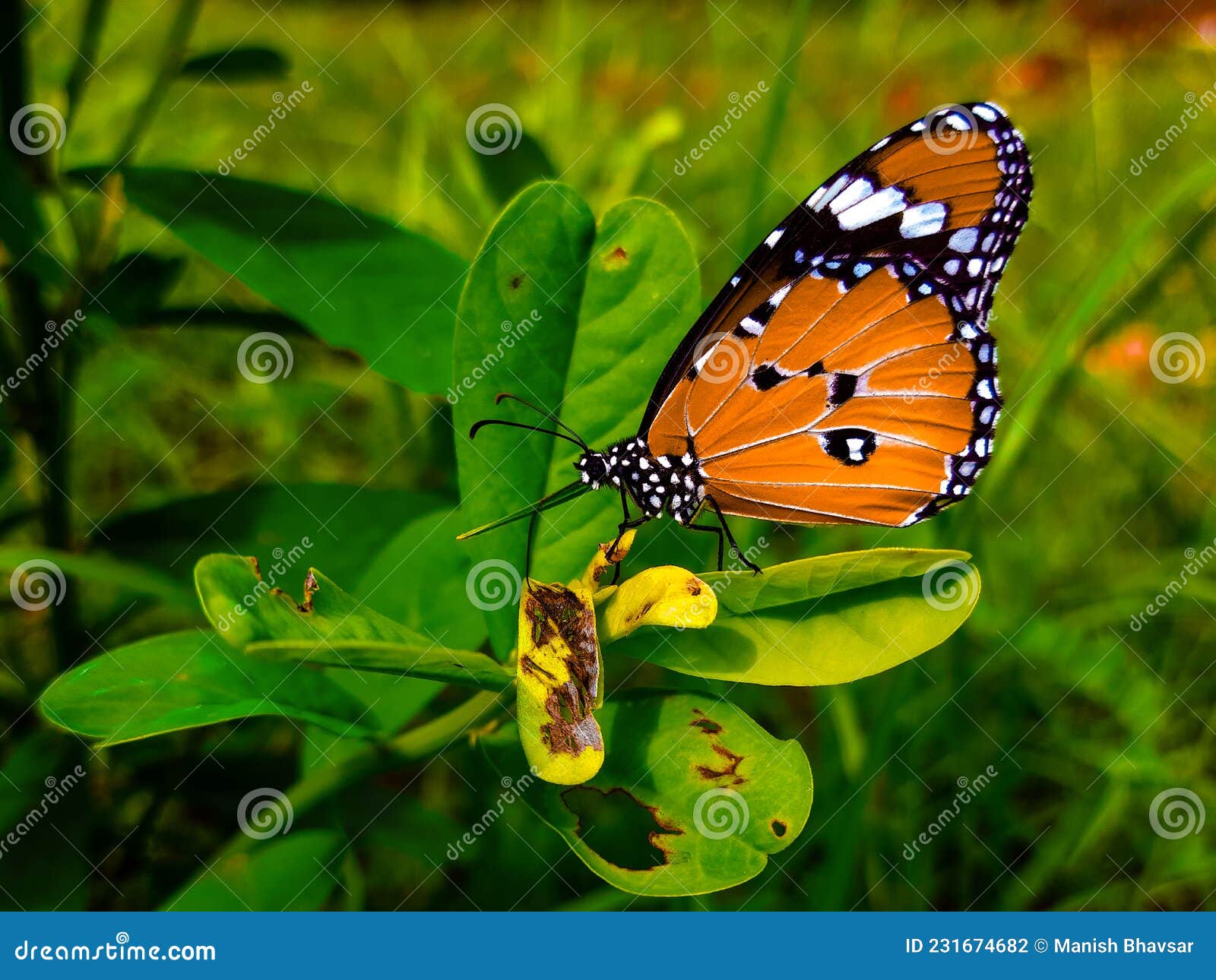 Butterfly Insects Royalty-Free Stock Photography | CartoonDealer.com ...