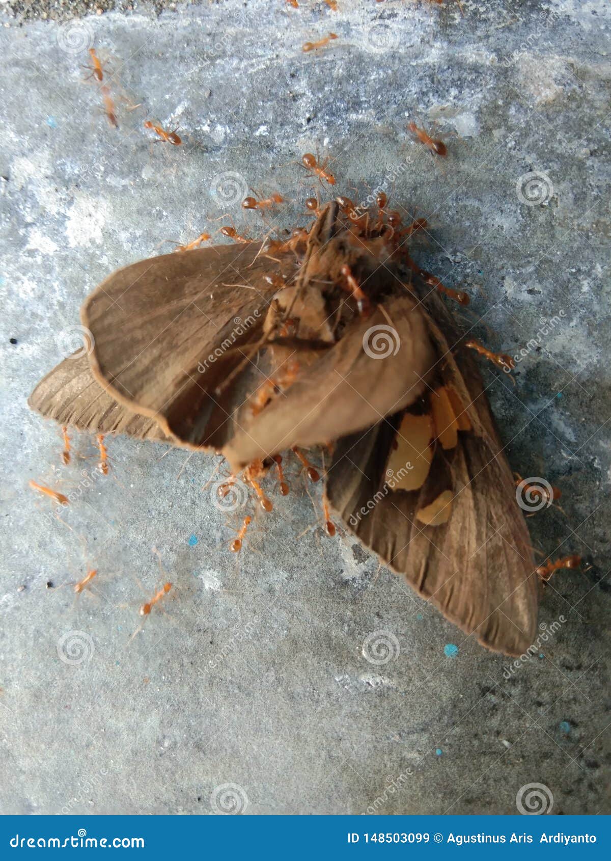 Butterfly invaded by ant stock image. Image of holiday - 148503099