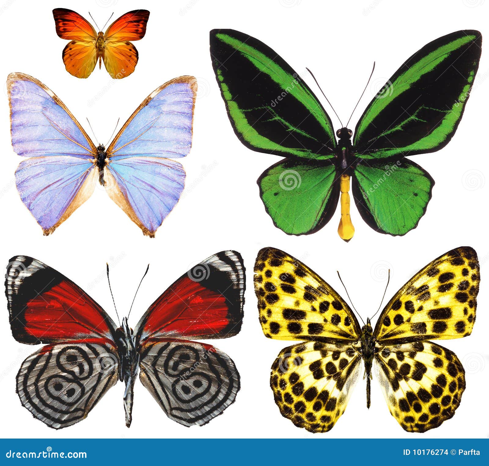 Butterfly isolated stock photo. Image of freedom, monarch - 10176274