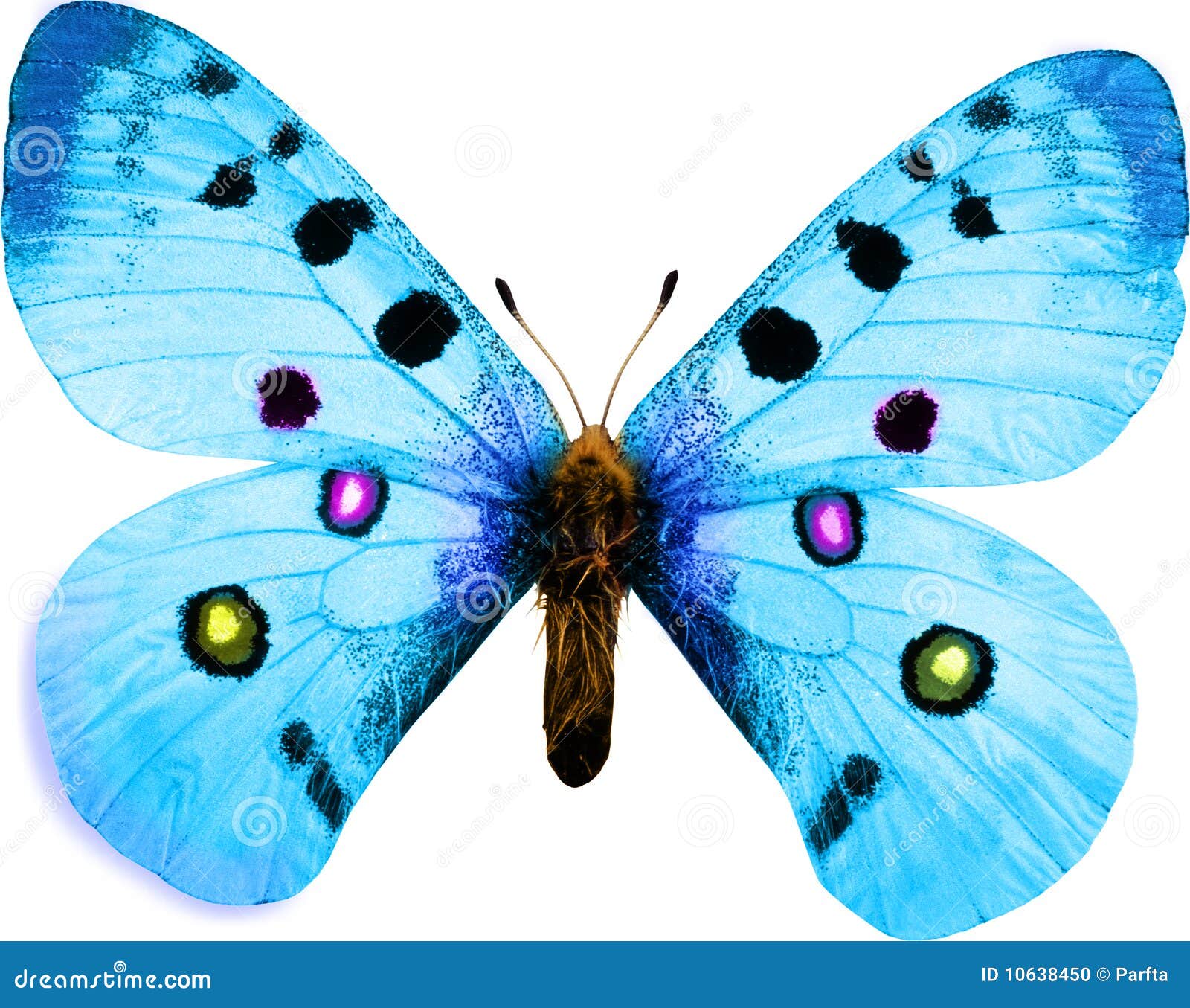 Butterfly isolated stock photo. Image of butterfly, heart - 10638450