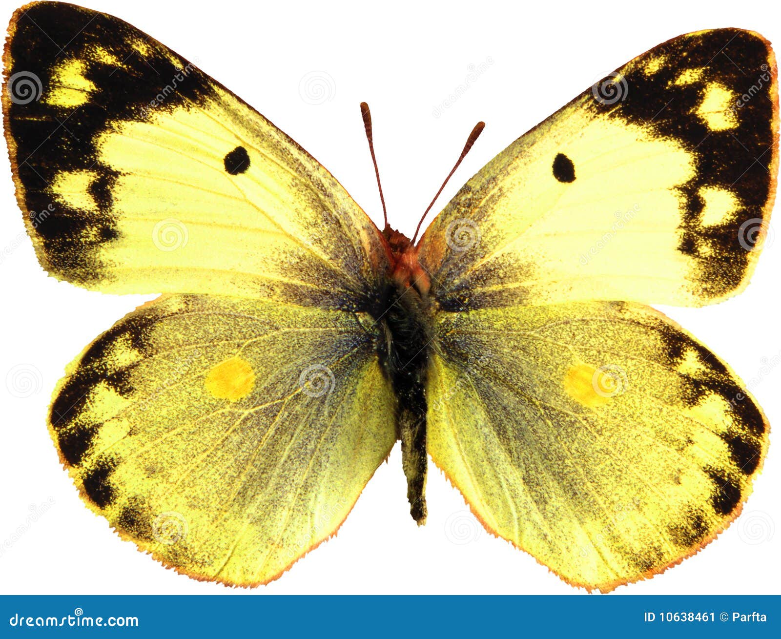 Butterfly isolated stock image. Image of freedom, colored - 10638461