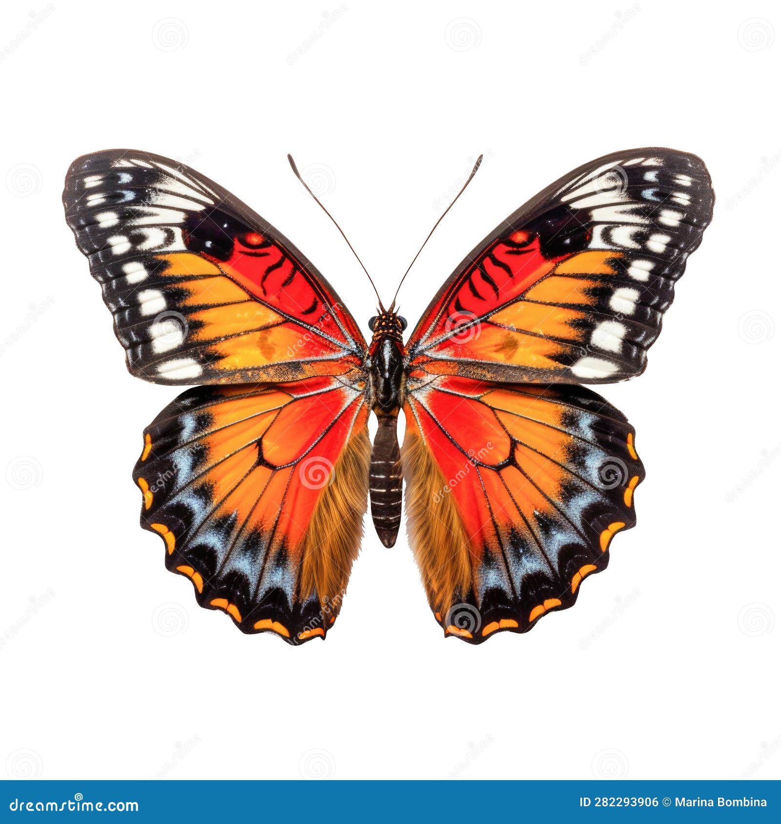 Butterfly Isolated on White Background Stock Illustration ...