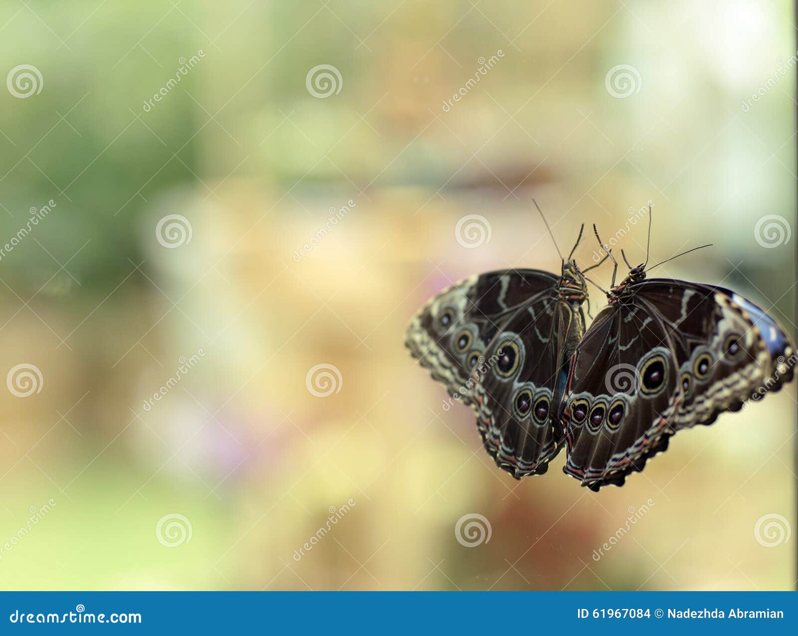 Butterfly and Its Reflection in the Mirror. Stock Photo - Image of ...