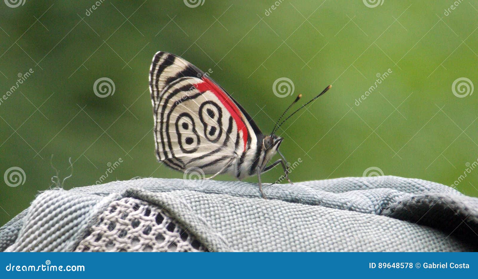88 butterfly stock photo. Image of butterfly, green, nature - 89648578