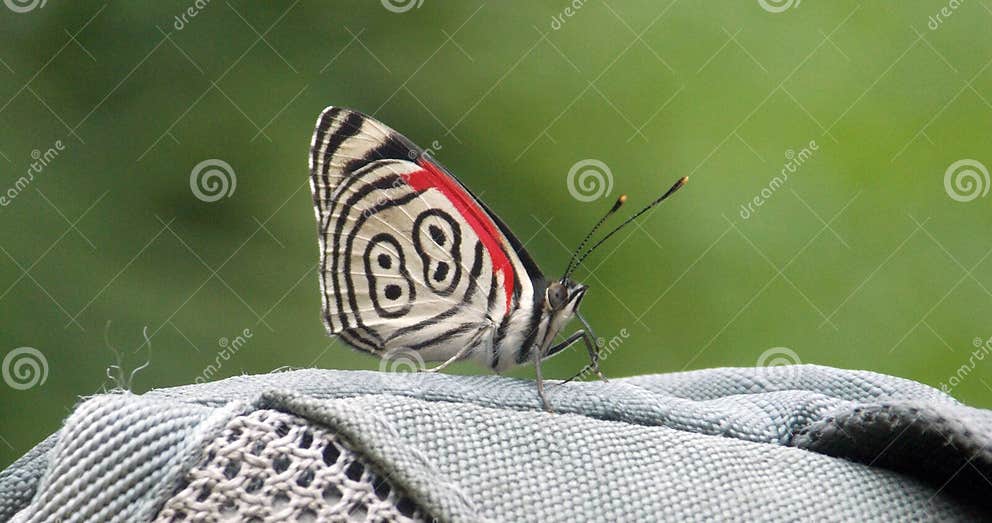 88 butterfly stock photo. Image of butterfly, green, nature - 89648578