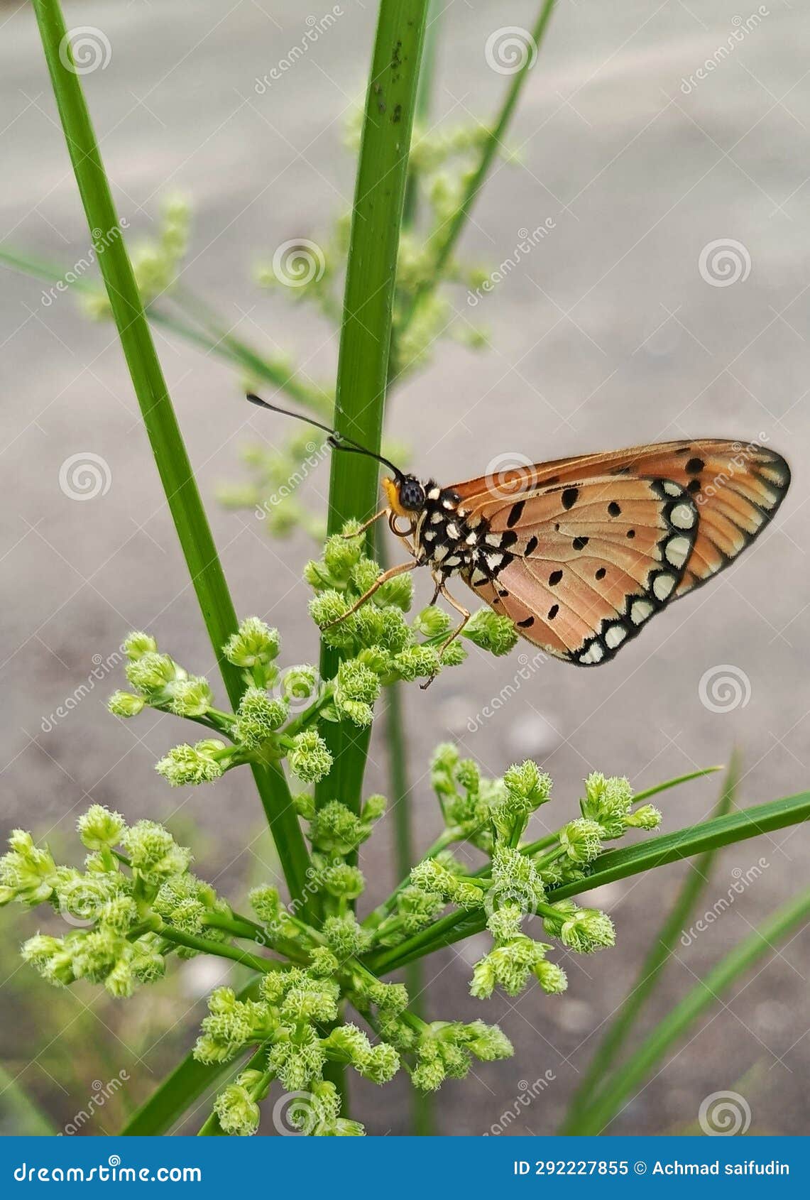Butterfly Known As Acraea Terpsicore Perched on Grass Stock Image ...