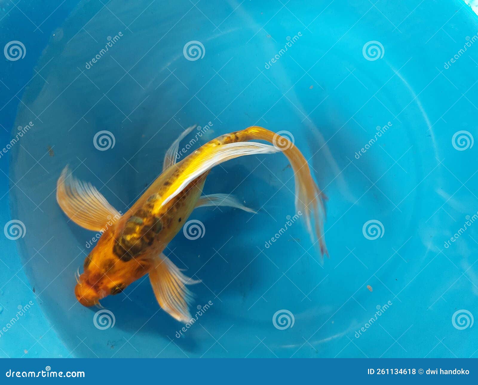Butterfly Koi, Longfin Koi, or Dragon Carp Stock Photo - Image of fish ...